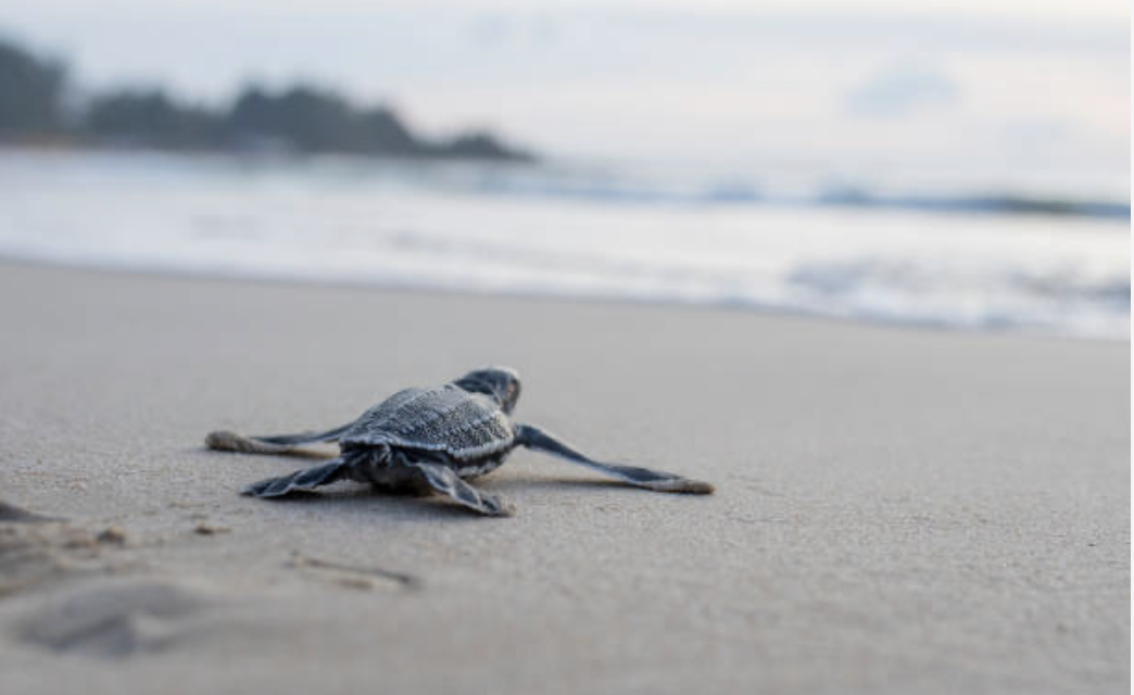 Sea turtles conservation – COMMUNITY DEVELOPMENT NETWORK OF THE AMERICAS